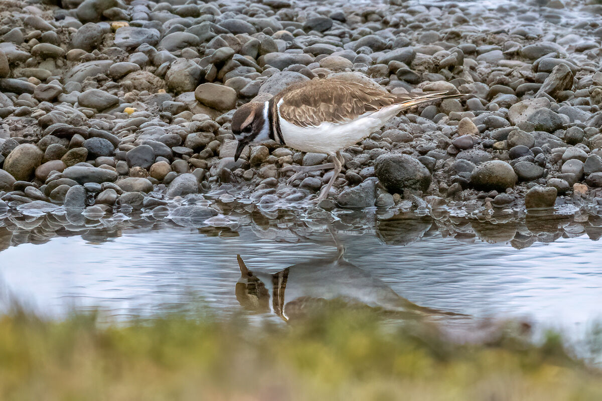 600pF-First Images Belfair State Park 11-1-2023: Dreary, overcast cool day. Lite cold breeze ...