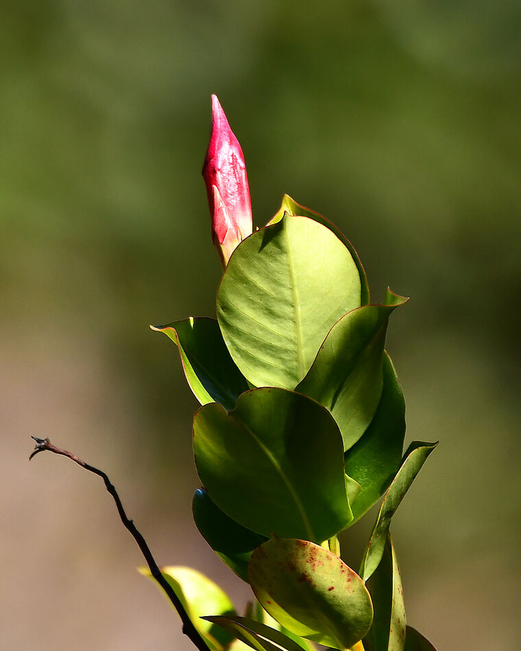 Spring Has Sprung: Our Aggies and other plants are busy preparing to ...