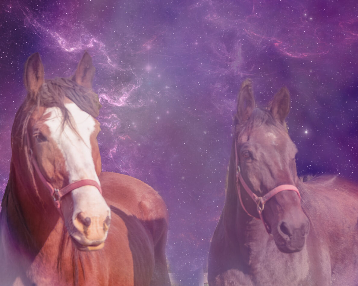 Two Horse Portraiture: I took photographed these horses a couple of ...