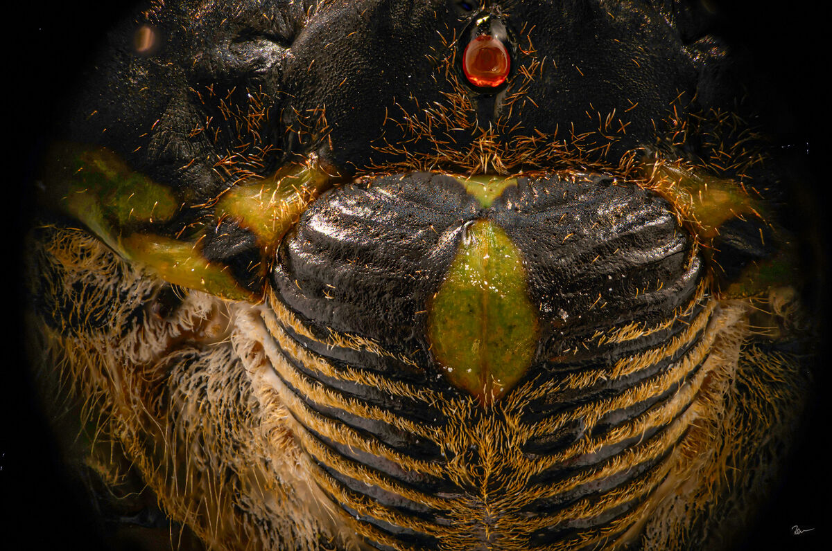 Focus Stacked Image of a Cicada: 1st Image 303 focus stacked images of ...