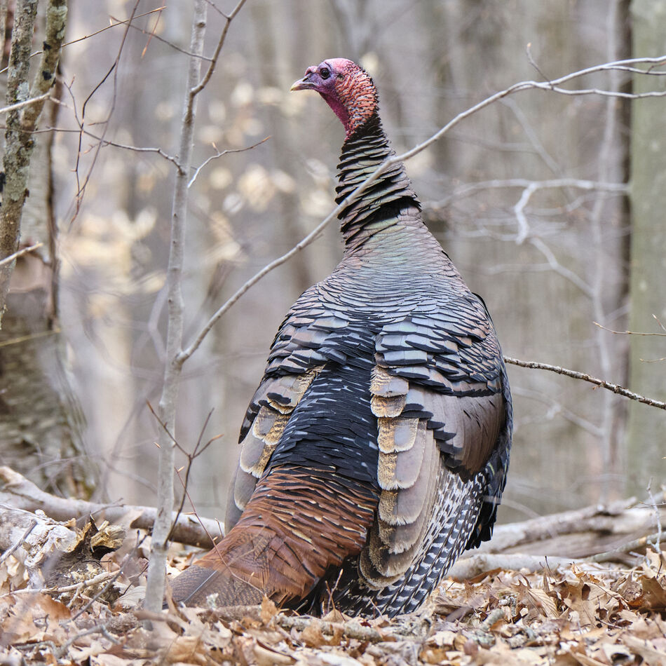 Happy Thanksgiving: Happy Thanksgiving everyone. They say that wild ...