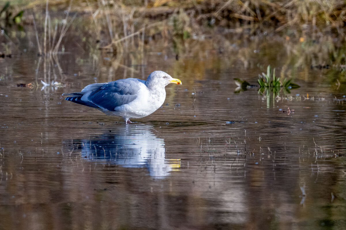 Fun Gull Shots Belfair State Park: Cool, clear weather some atmospheric ...