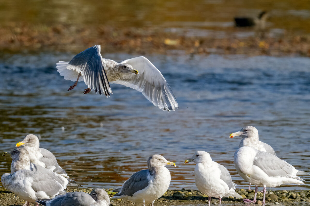 Fun Gull Shots Belfair State Park: Cool, clear weather some atmospheric ...