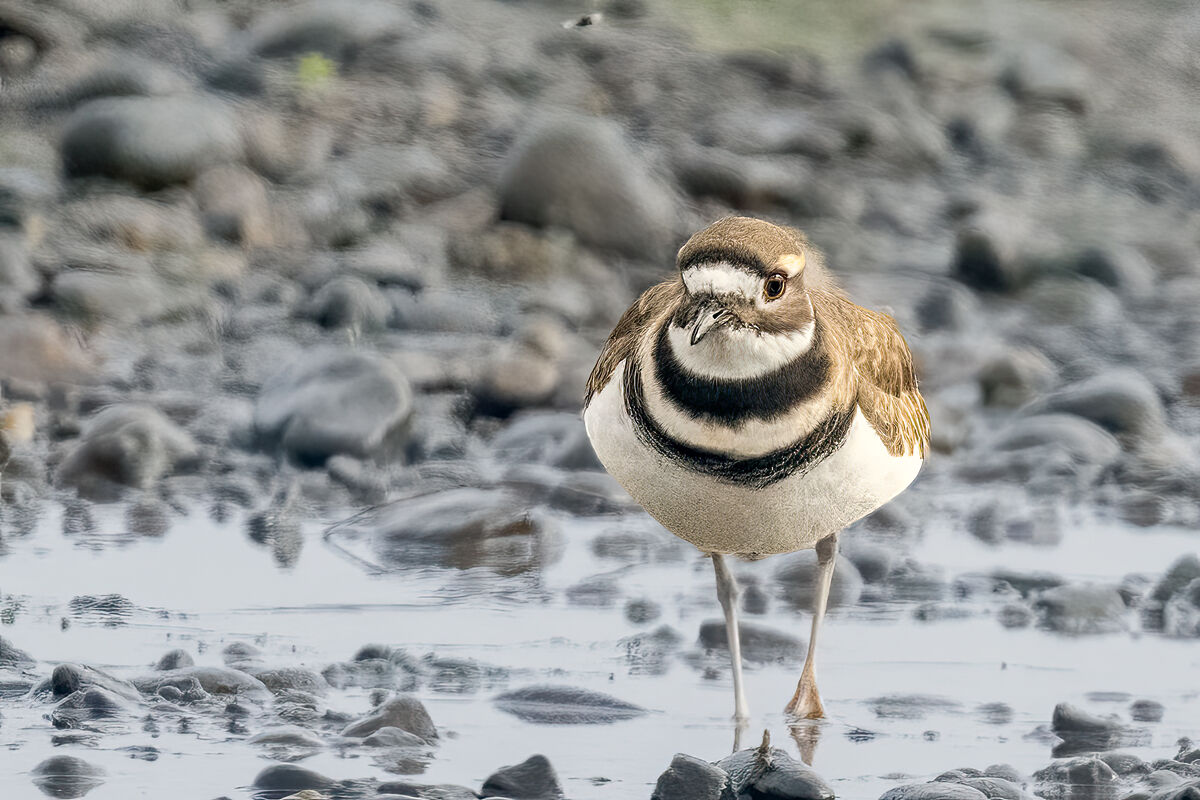 Fun Killdeer Shots Belfair State Park: Cool, mostly sunny skies. Cute ...