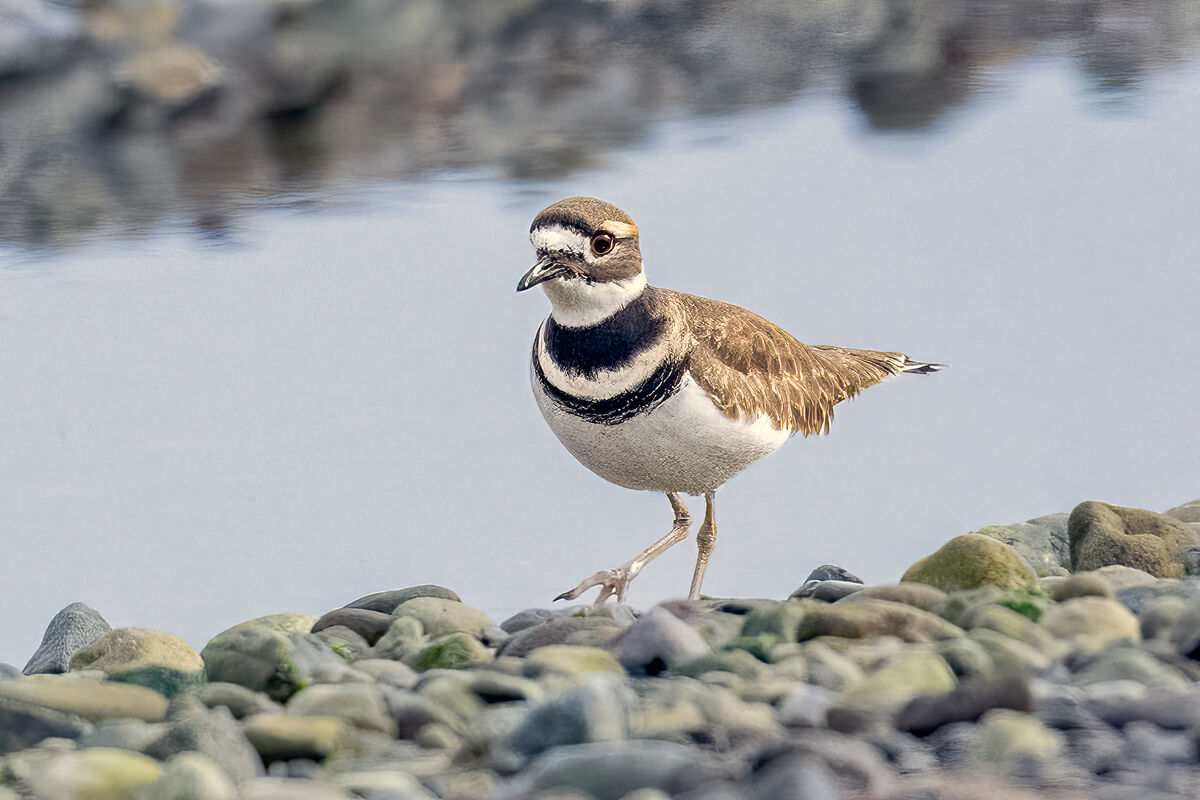 Fun Killdeer Shots Belfair State Park: Cool, mostly sunny skies. Cute ...