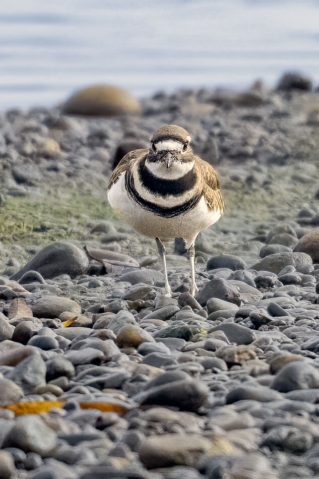 Fun Killdeer Shots Belfair State Park: Cool, mostly sunny skies. Cute ...