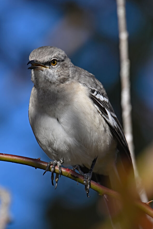 Mockingbird closeups: Lake Betz. Early November. Comments and critiques ...