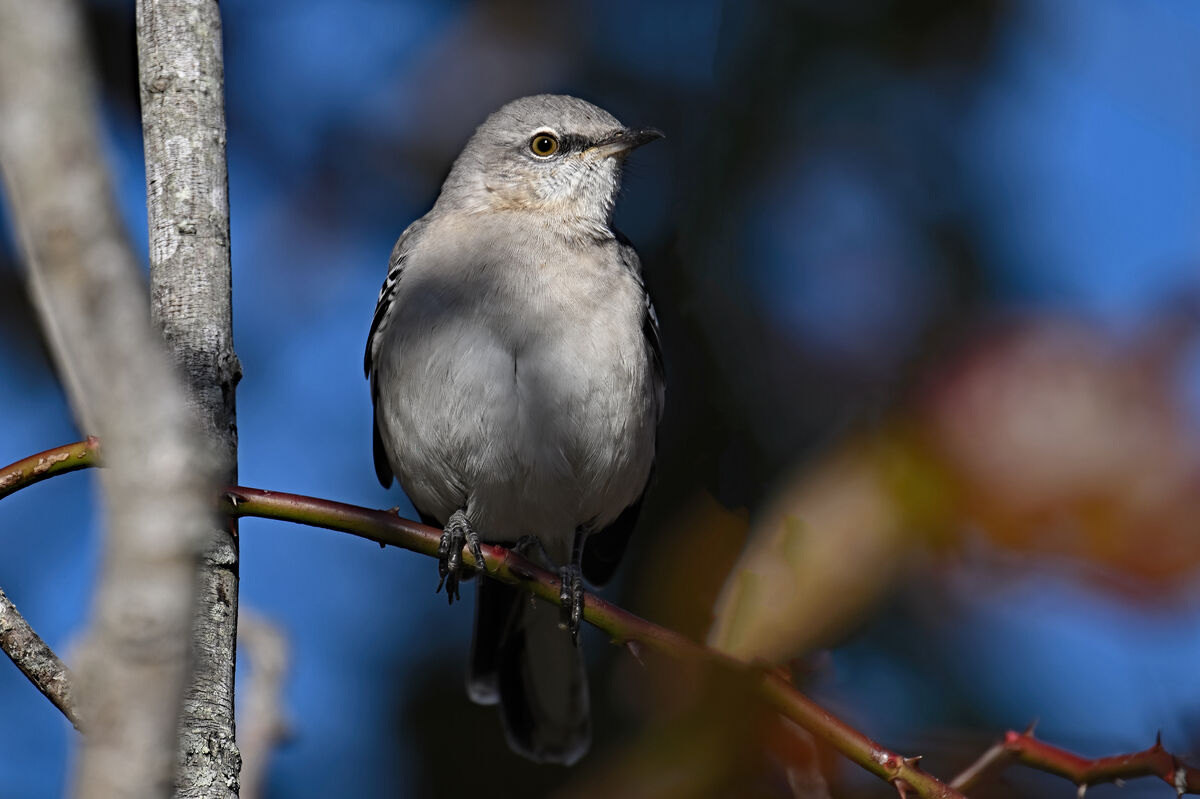 Mockingbird closeups: Lake Betz. Early November. Comments and critiques ...