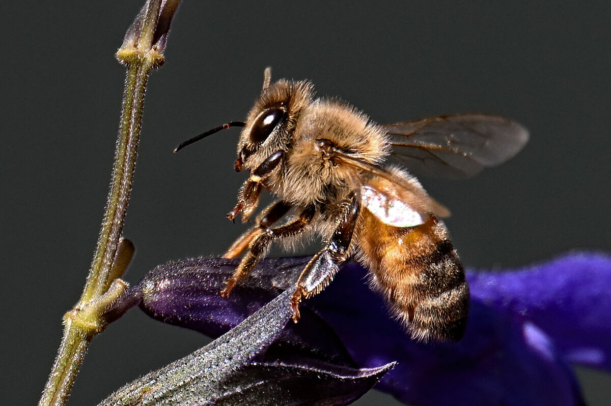 Bee closeups: Honey and bumble (or carpenter) bees, Oct. 2023. After ...