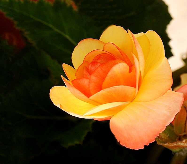 A multi-Colored Rose? Lens: Olympus 15-42mm Lens. Camera: Olympus E-PL1 ...