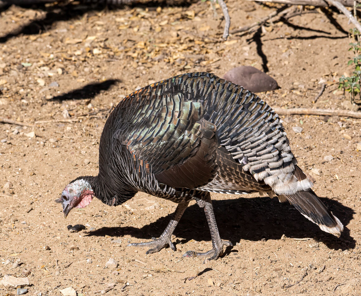 More Madera Canyon: Birds...