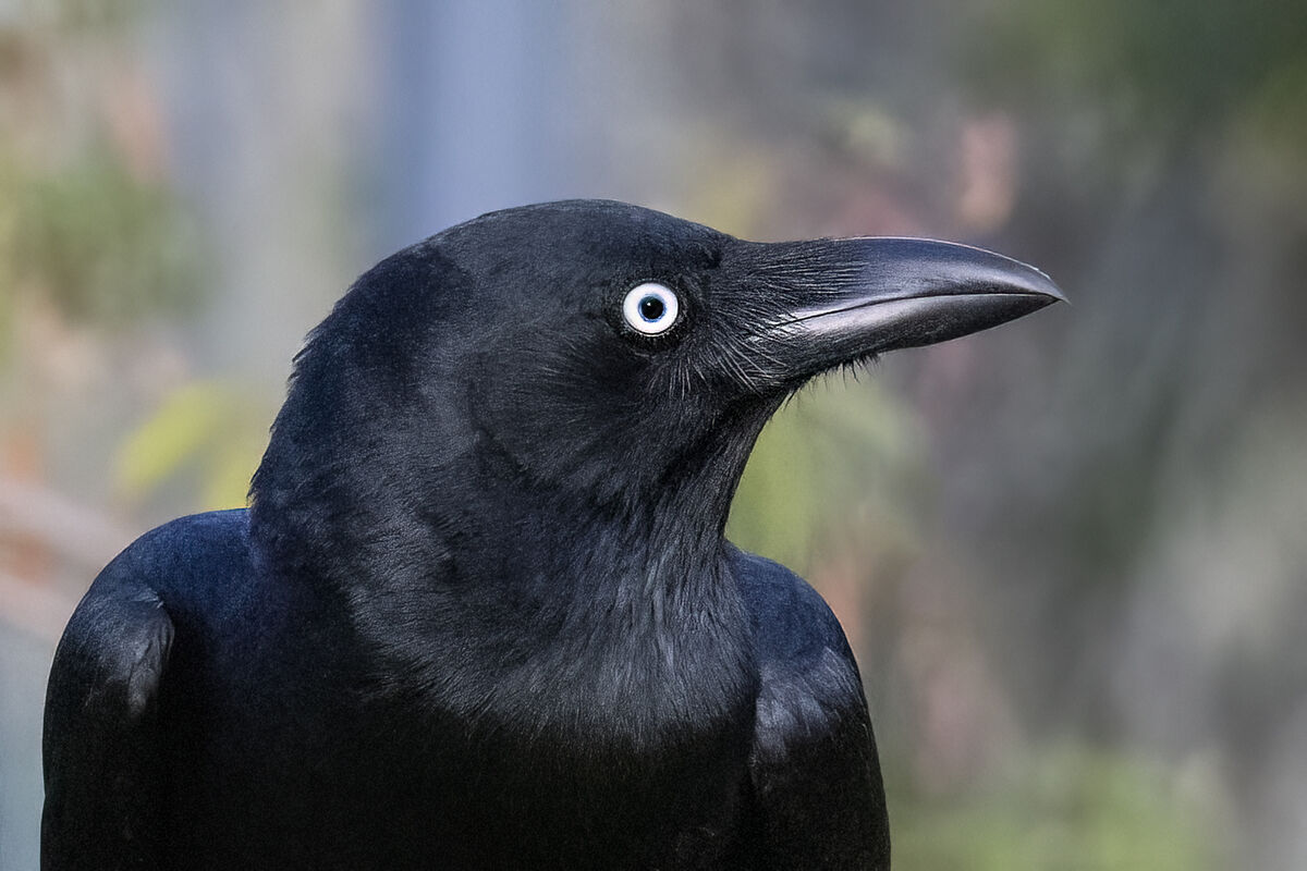 Head shots... These are a few of my friends that call into my "FLY-BYE ...