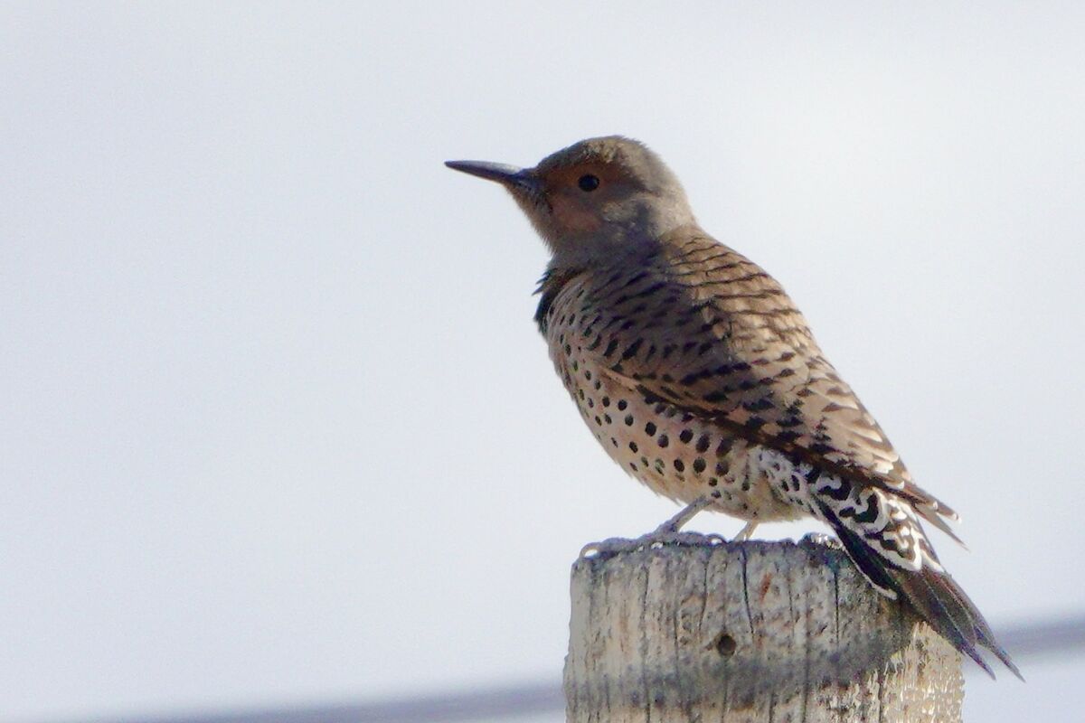 A Northern Flicker: While trying to fix a flash problem with my Sony ...