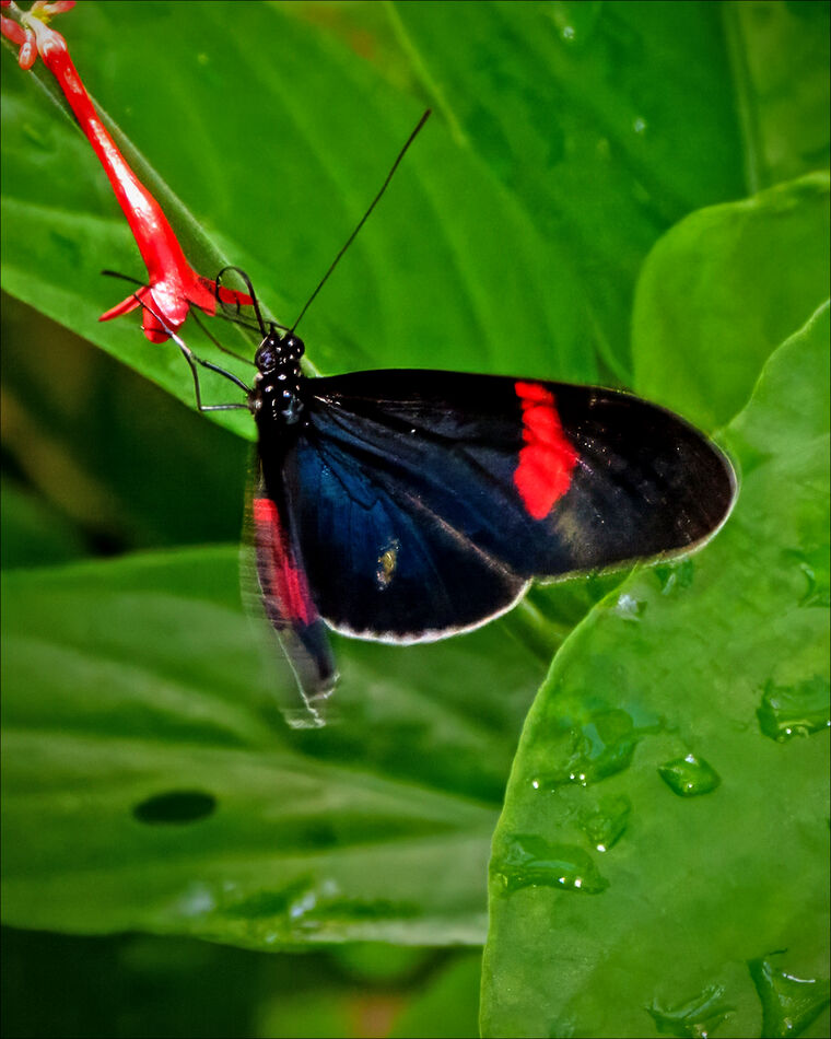 Key West Butterfly Conservatory (continued): Additional photos from the ...