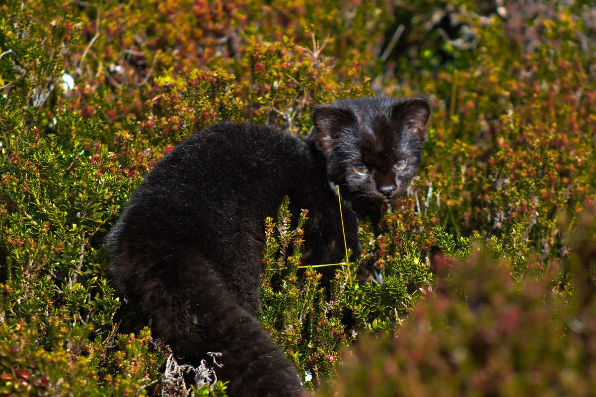 The Smallest Wild Cat in the Americas Is Also the Cutest Bad Omen by ...