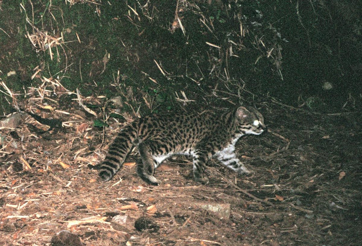 The Smallest Wild Cat in the Americas Is Also the Cutest Bad Omen by ...