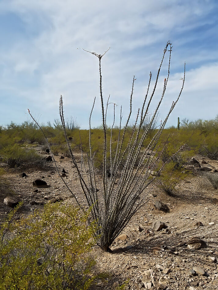 Ocotillo: Ocotillo are one of our strange desert plants. During most of ...