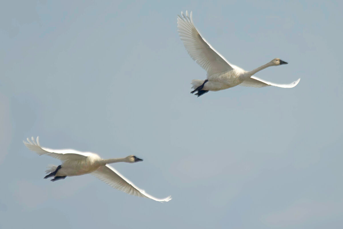 Tundra Swans in flight: The Tundra Swans are starting their migration ...