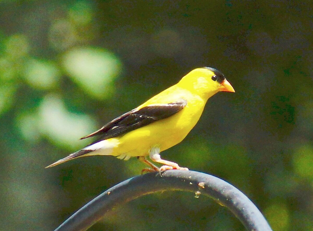 My Favorite Finch! They visit my yard all summer long.