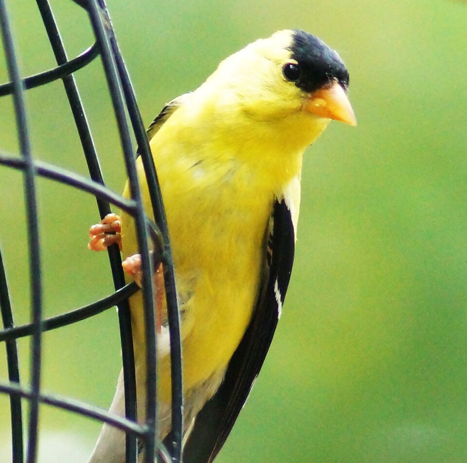 My Favorite Finch! They visit my yard all summer long.