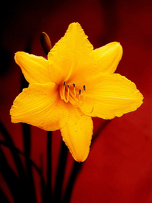 One awesome yellow Day Lily: Lens: SMC Takumar F 70-210mm Camera ...
