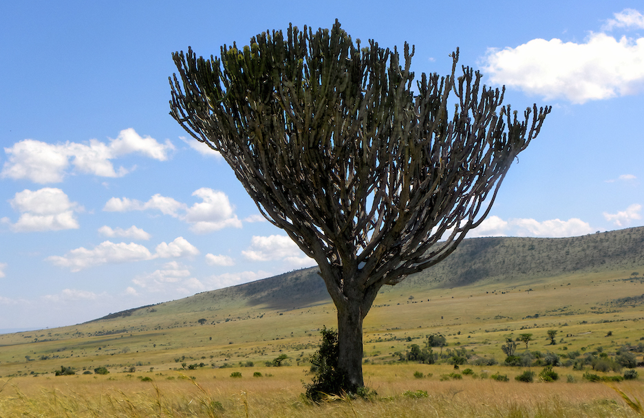 A Luxurious Adventure Under Canvas Part 3 of 3: Please begin this ...