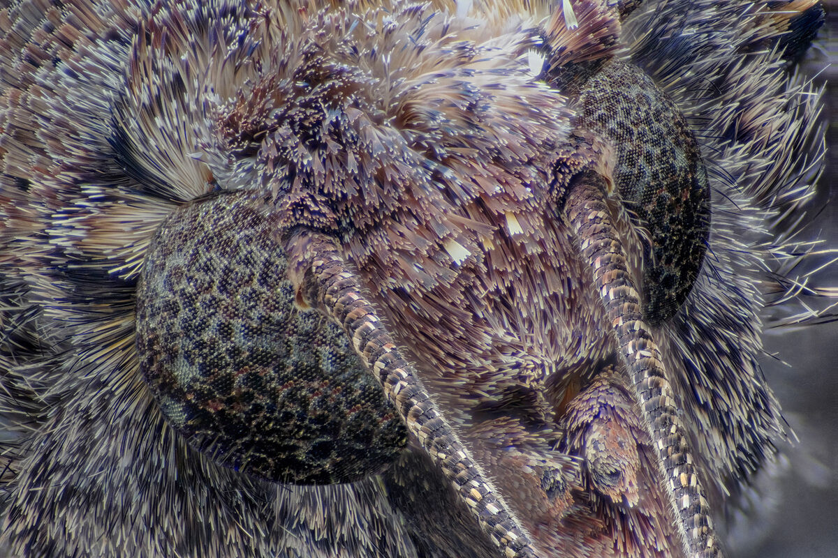 Focused Stacked Image of a Moth: This is one of the preserved moths ...