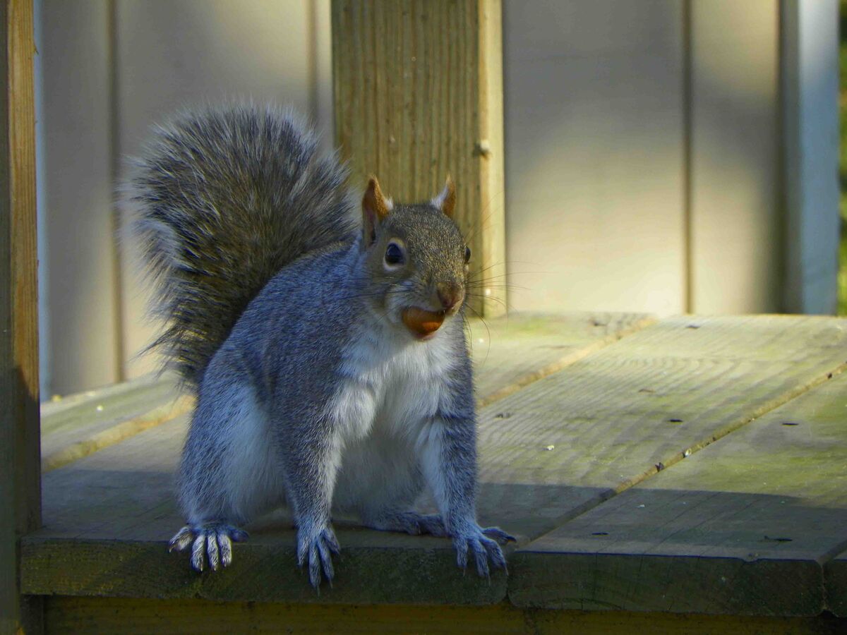 Squirrel Antics: Squirrels make the best yard pets. They are available ...