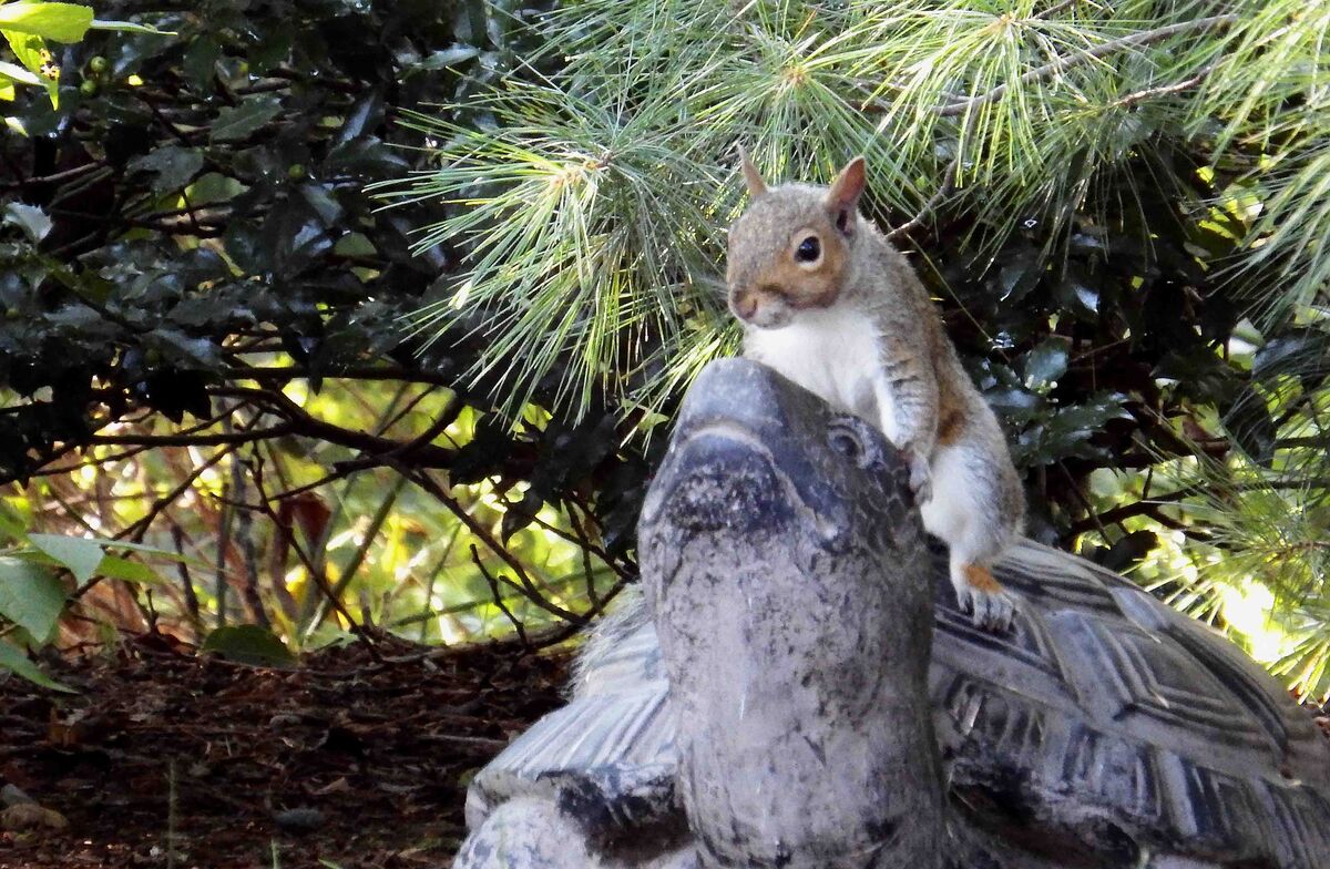 Squirrel Antics: Squirrels make the best yard pets. They are available ...