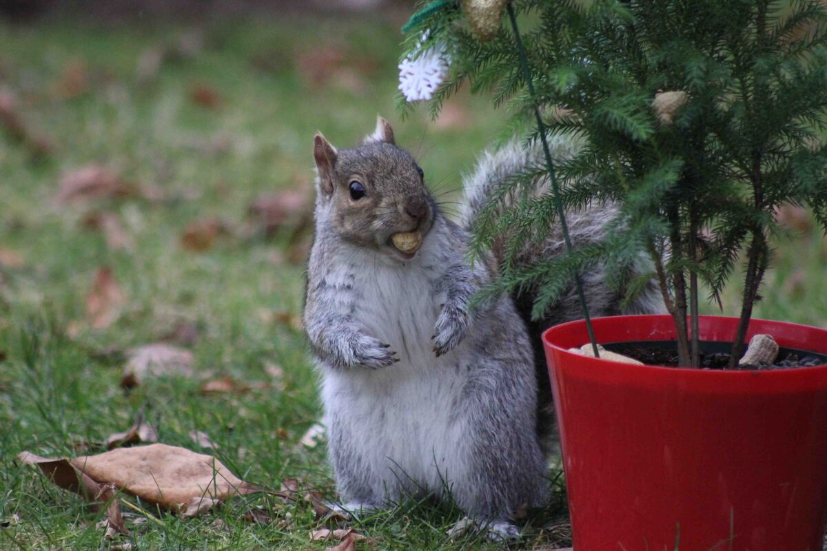 Squirrel Antics: Squirrels make the best yard pets. They are available ...