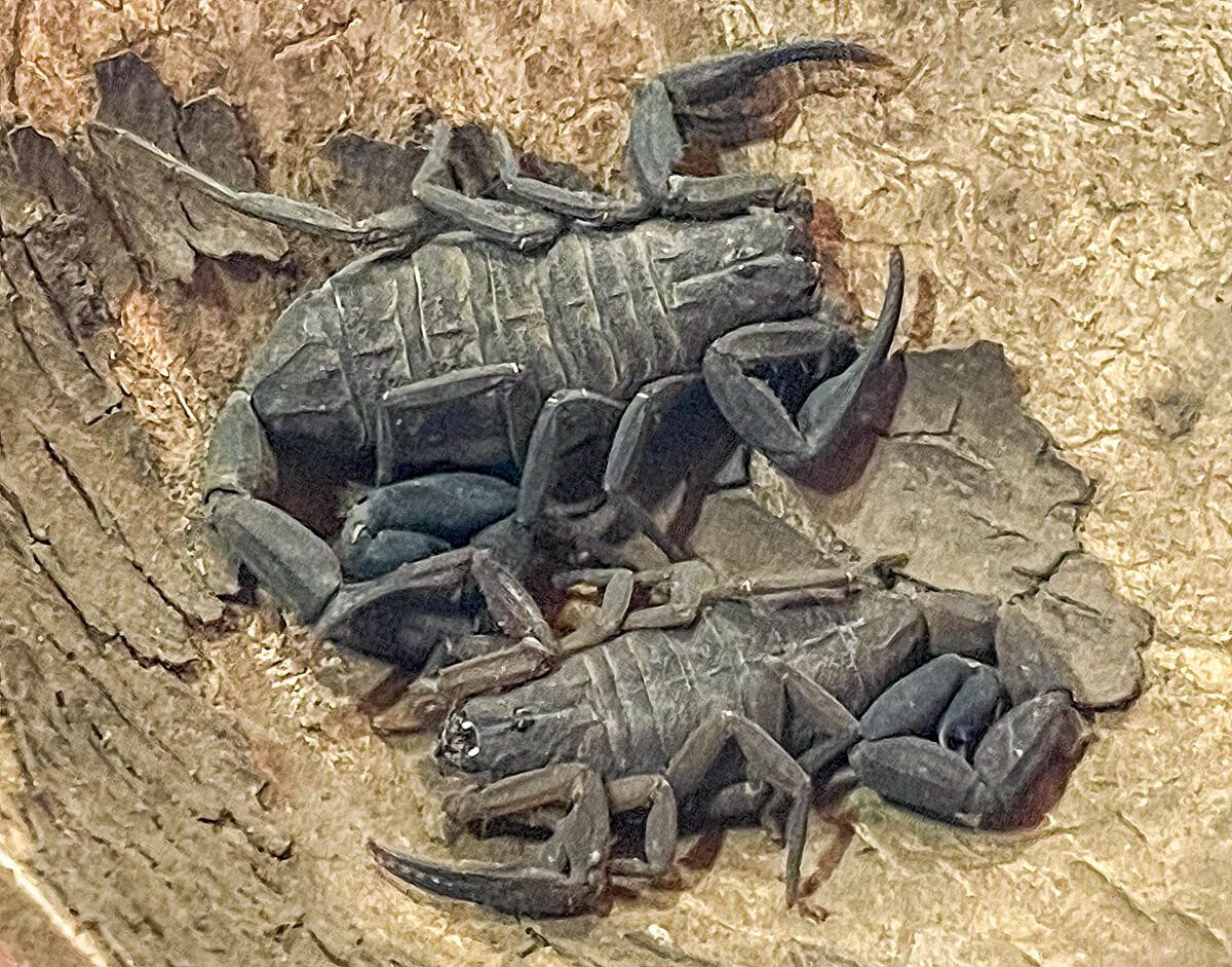 Costa Rica - iPhone shots of bugs and spiders - I: On a National ...