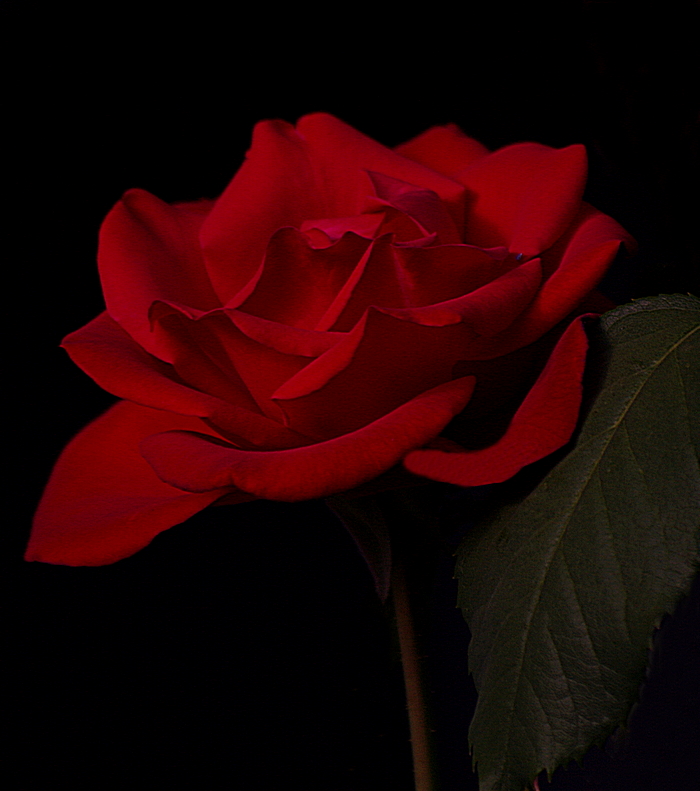 I gotta admit, I really like this one. :))): Lens: Pentax-FA SMC 80 ...