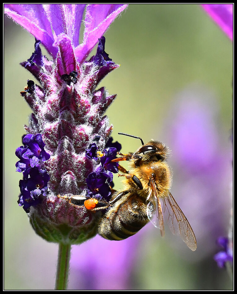 Bee Crazy: Sat out in the garden for a while today...the European Honey ...