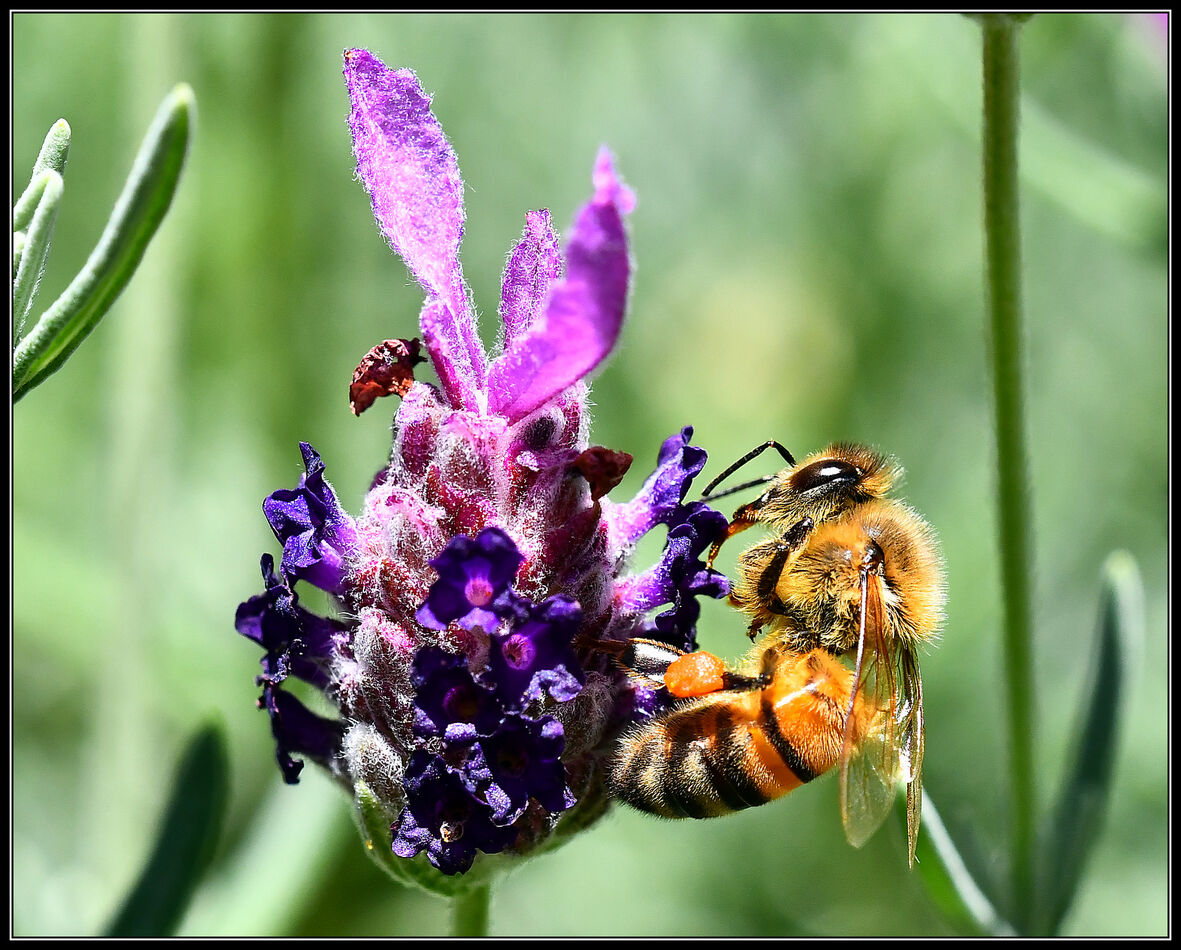 Bee Crazy: Sat out in the garden for a while today...the European Honey ...