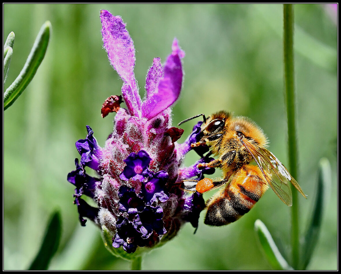 Bee Crazy: Sat out in the garden for a while today...the European Honey ...