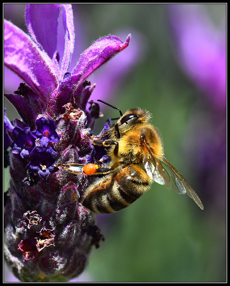 Bee Crazy: Sat out in the garden for a while today...the European Honey ...