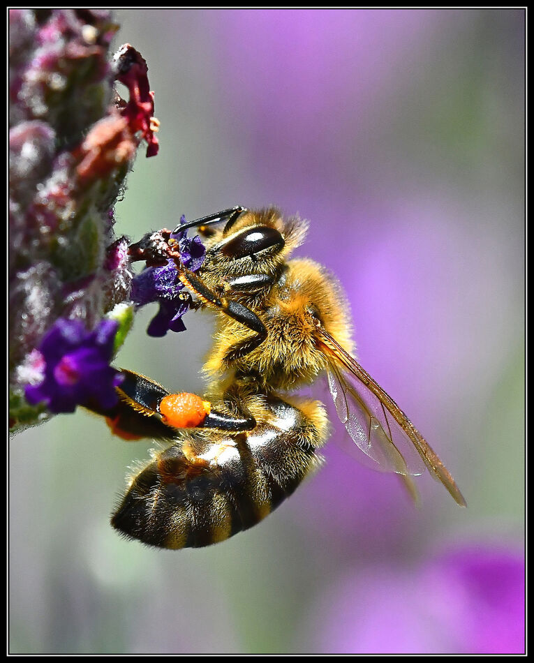 Bee Crazy: Sat out in the garden for a while today...the European Honey ...