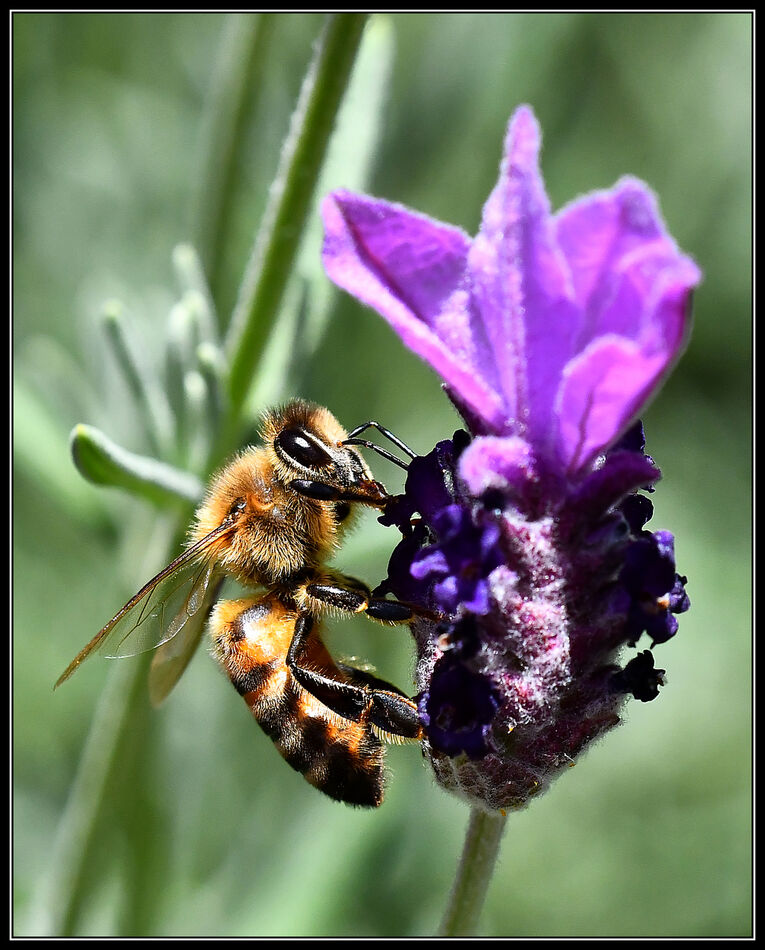 Bee Crazy: Sat out in the garden for a while today...the European Honey ...