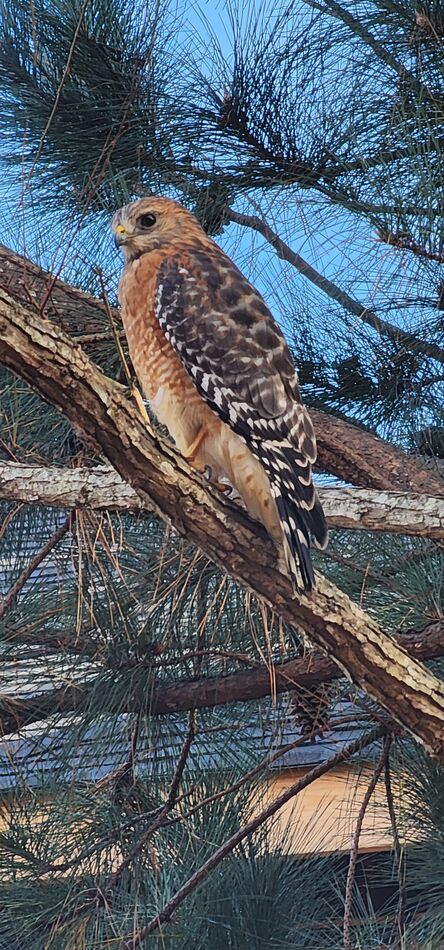 Hawk: I live in a 55+ building and out my back window I took this hawk ...