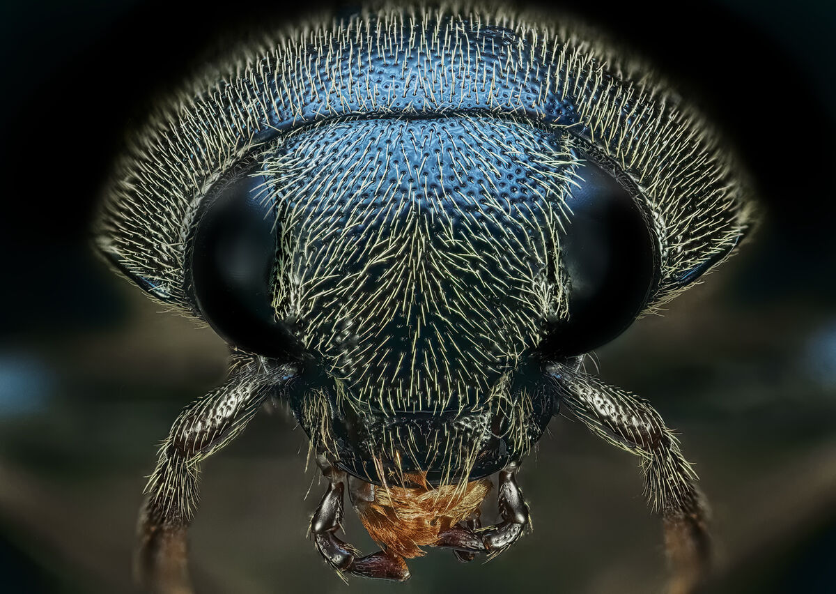 Focused Stacked Image of a Click Beetle: This is my preserved click ...