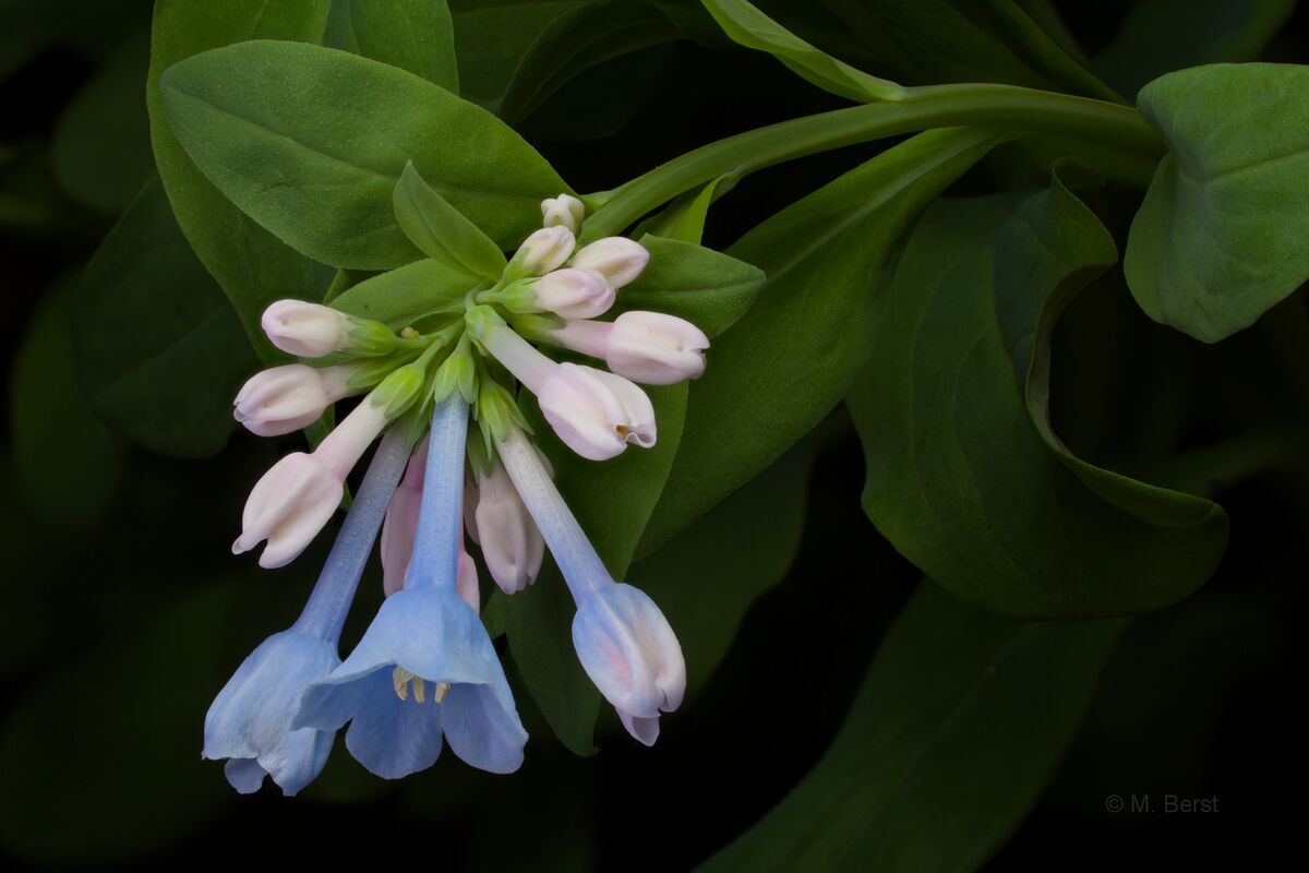 flower with a black ground setting (Page 3): You can do that by ...