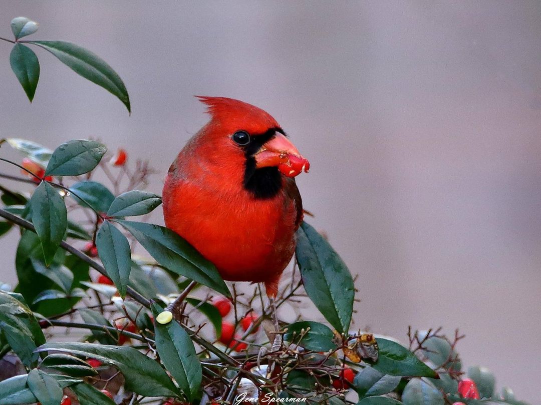 Another Cardinal: Male Cardinal on Holly.