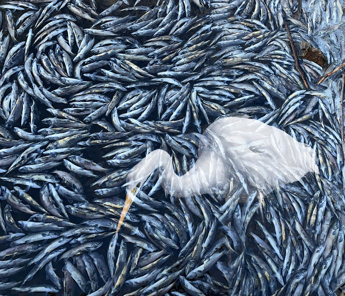 A composite not a bird shot: Fish, fish everywhere fish. OMG I must ...