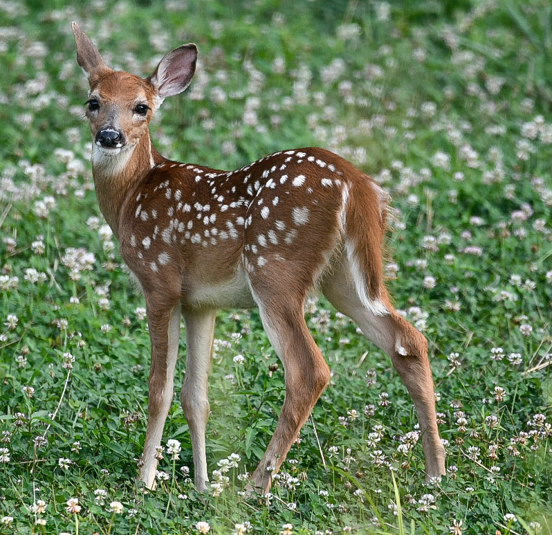 Spring fawn: I saw this baby this past spring, it was more curious than ...