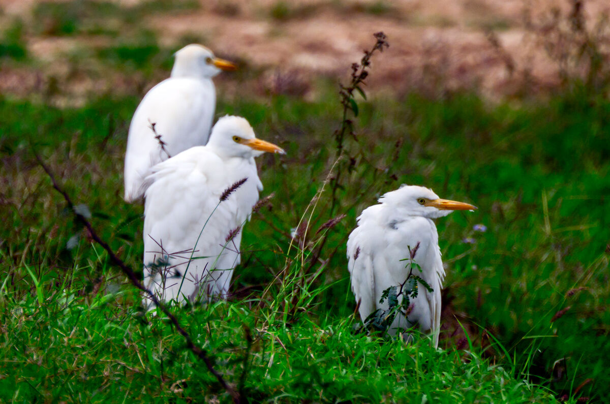 South Texas Ranch Visit - Part I (Egrets): Anne and I just returned ...