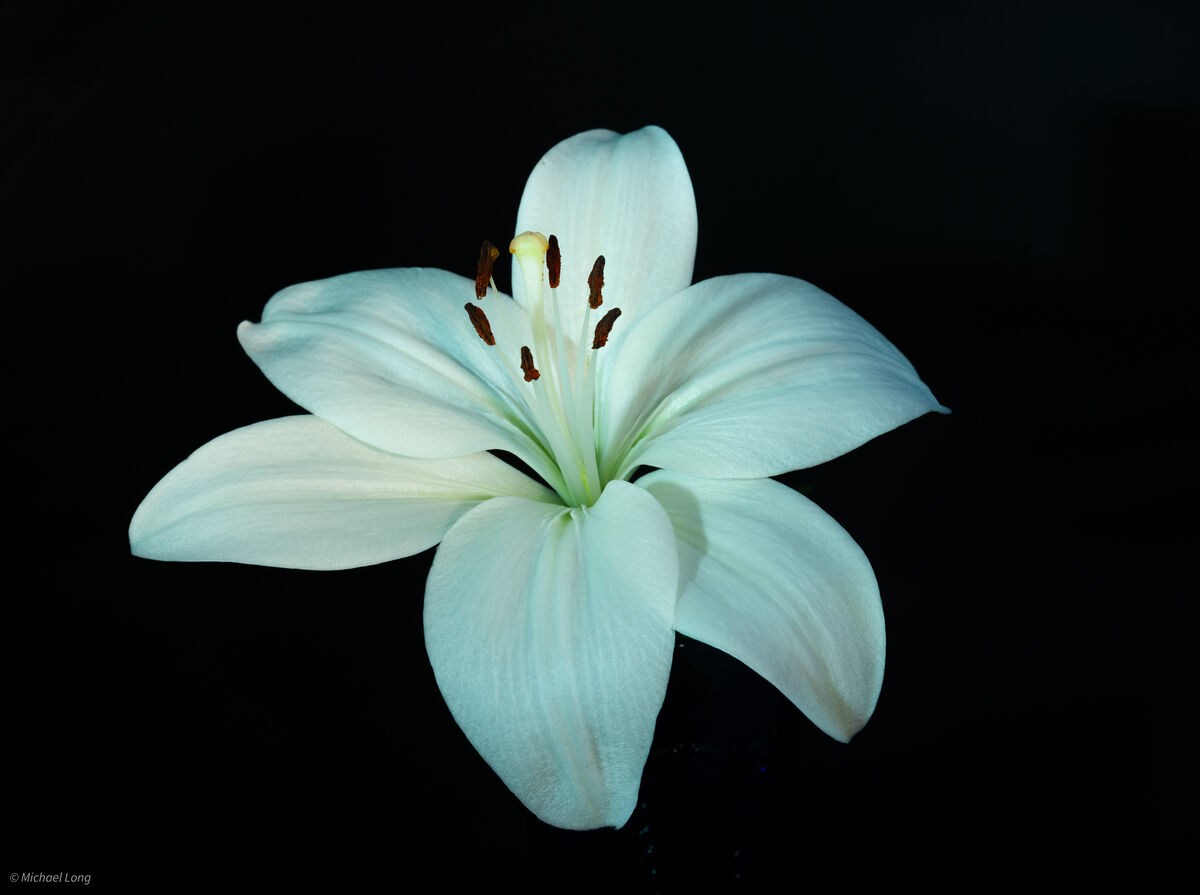 Lily: Setup my light box and tried to get a sharp image of this Lily ...