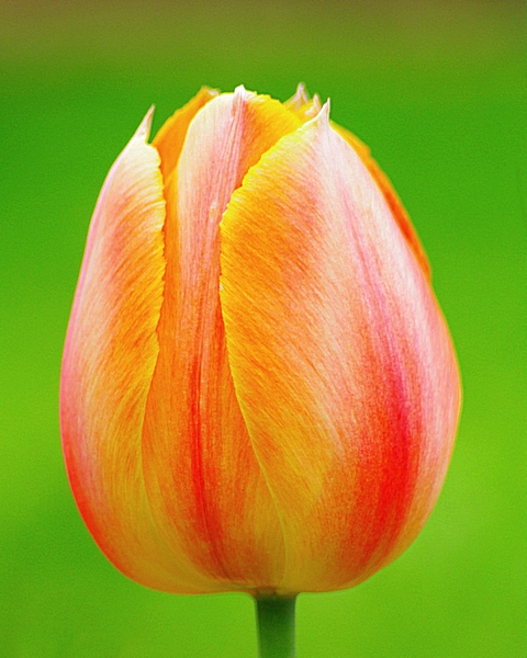 A lovely Tulip courtesy of my neighbor's garden: Lens: SMC Takumar F 70 ...