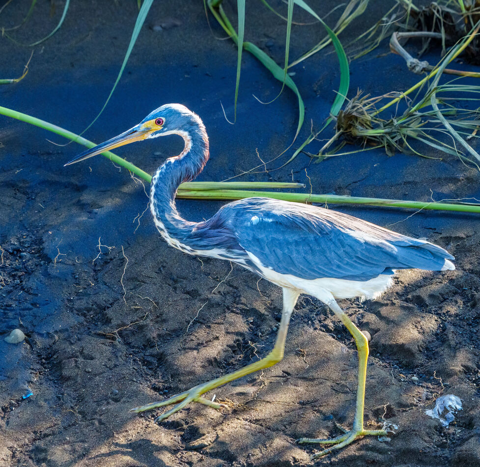 Costa Rica birds - III: As we continued down the river we encountered a ...
