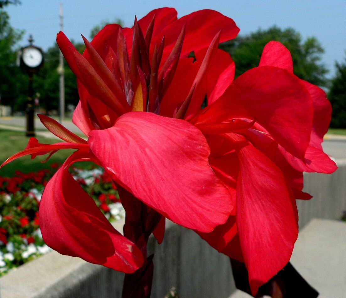 Red, for the season 💓💓💓💓💓: Can't be beat - in any form :sm18: :sm18 ...