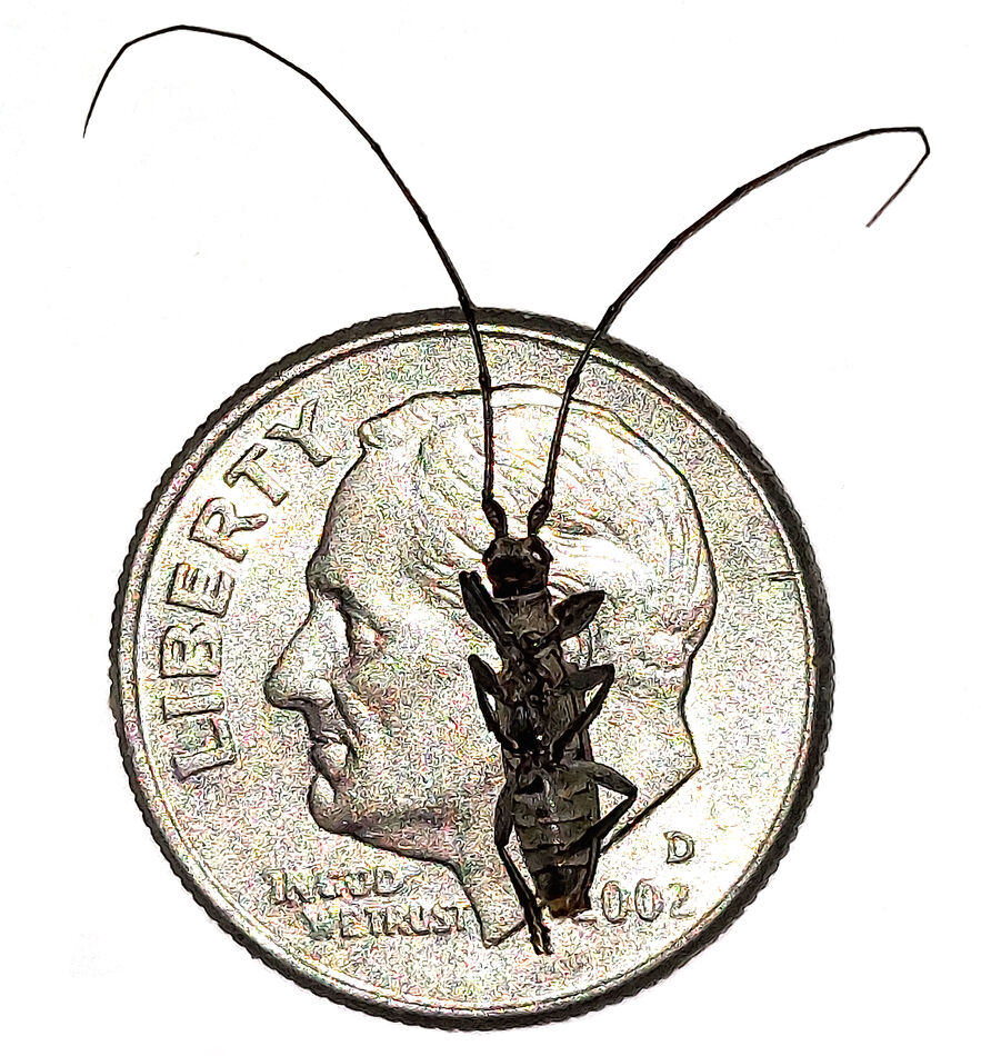 Longhorn Beetle Profile 10X Magnification: What better time to stage an ...